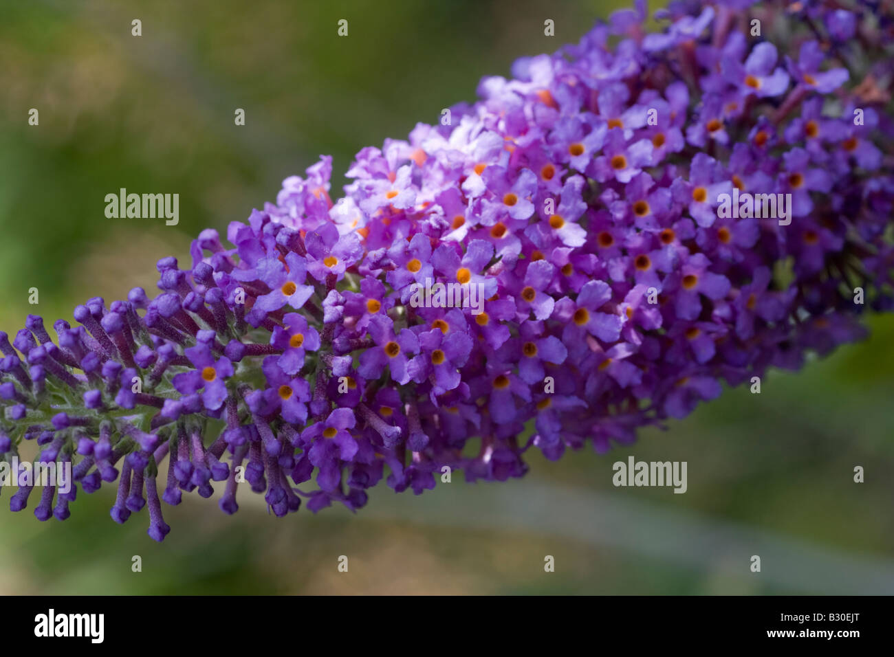 Closeup of a purple flowering butterfly bush buddleja species July 2008 ...