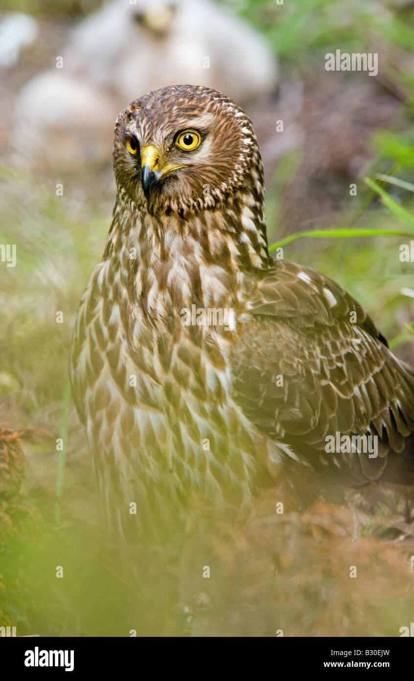 Hen harrier hi-res stock photography and images - Alamy