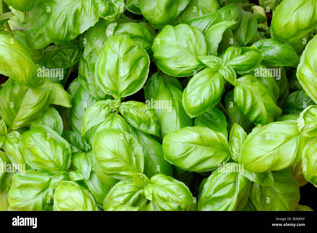 Basil plant fresh green herb plant hi-res stock photography and images ...