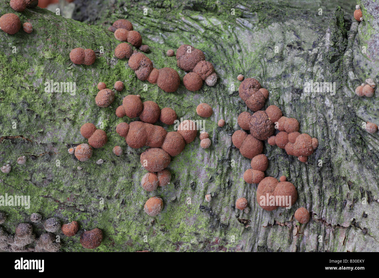 Beech Woodwart - Hypoxylon fragiforme Stock Photo - Alamy