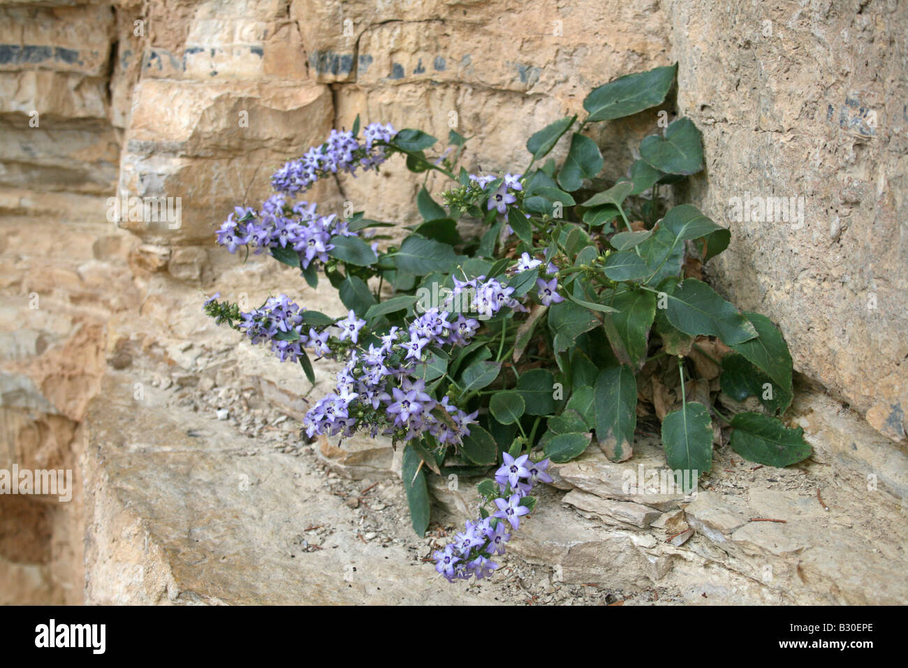 Greece wild hi-res stock photography and images - Alamy