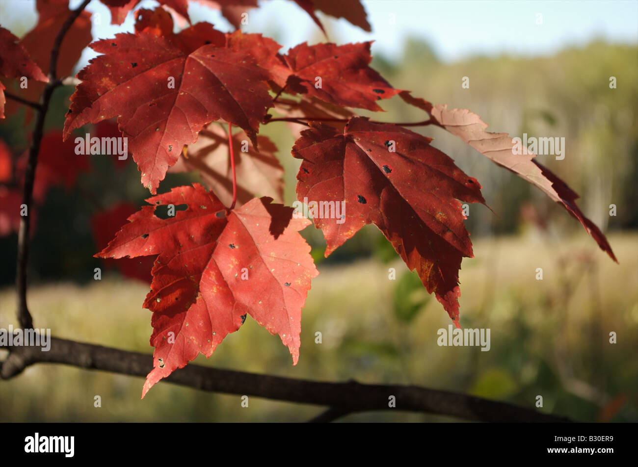 Canadian maple syrup leaves hi-res stock photography and images - Alamy