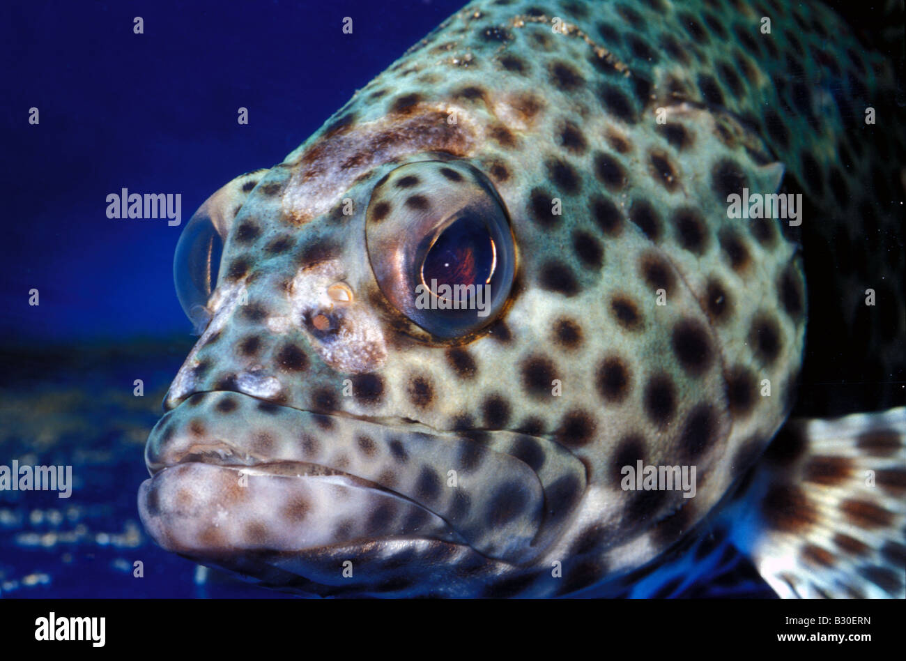 Epinephelus corallicola, Coral grouper, Serranidae Stock Photo - Alamy