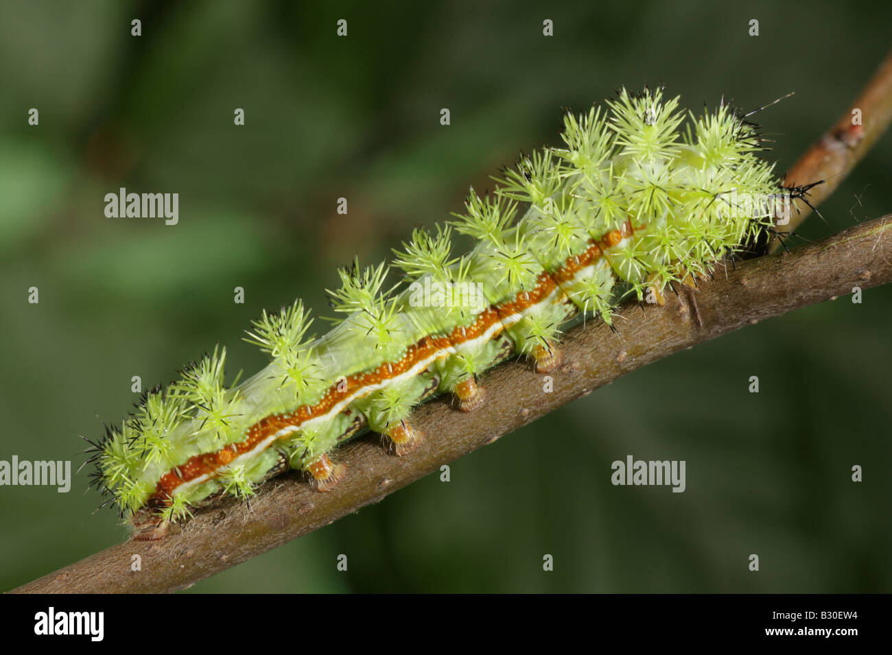 Bull's Eye Moth Larva - Automeris io Stock Photo - Alamy