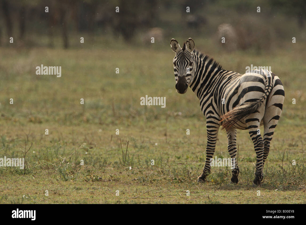 Zebra looking back hi-res stock photography and images - Alamy