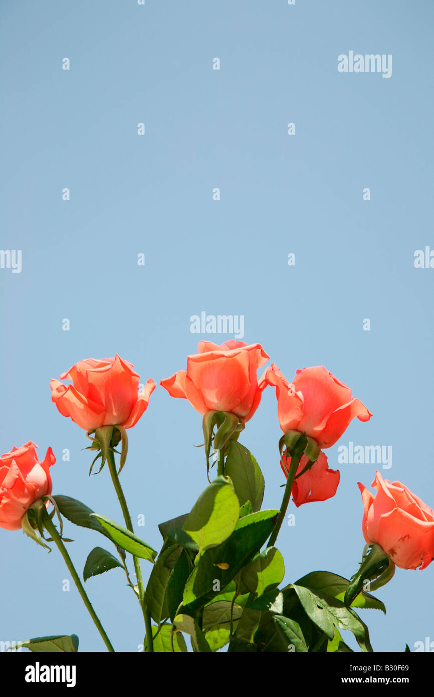 Five Pink roses Stock Photo - Alamy