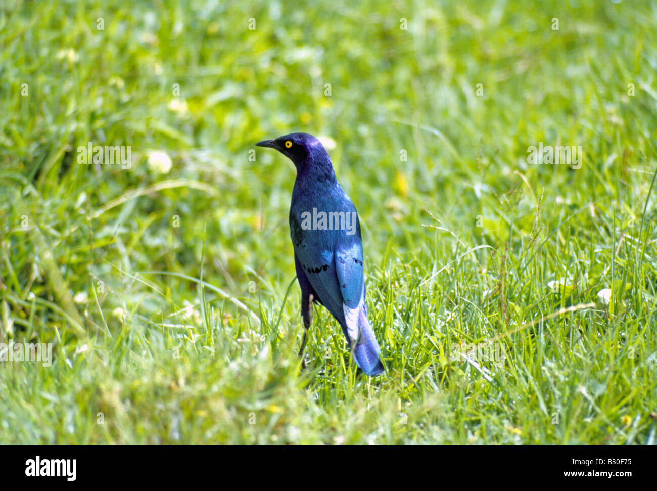 Splendid glossy starling hi-res stock photography and images - Alamy