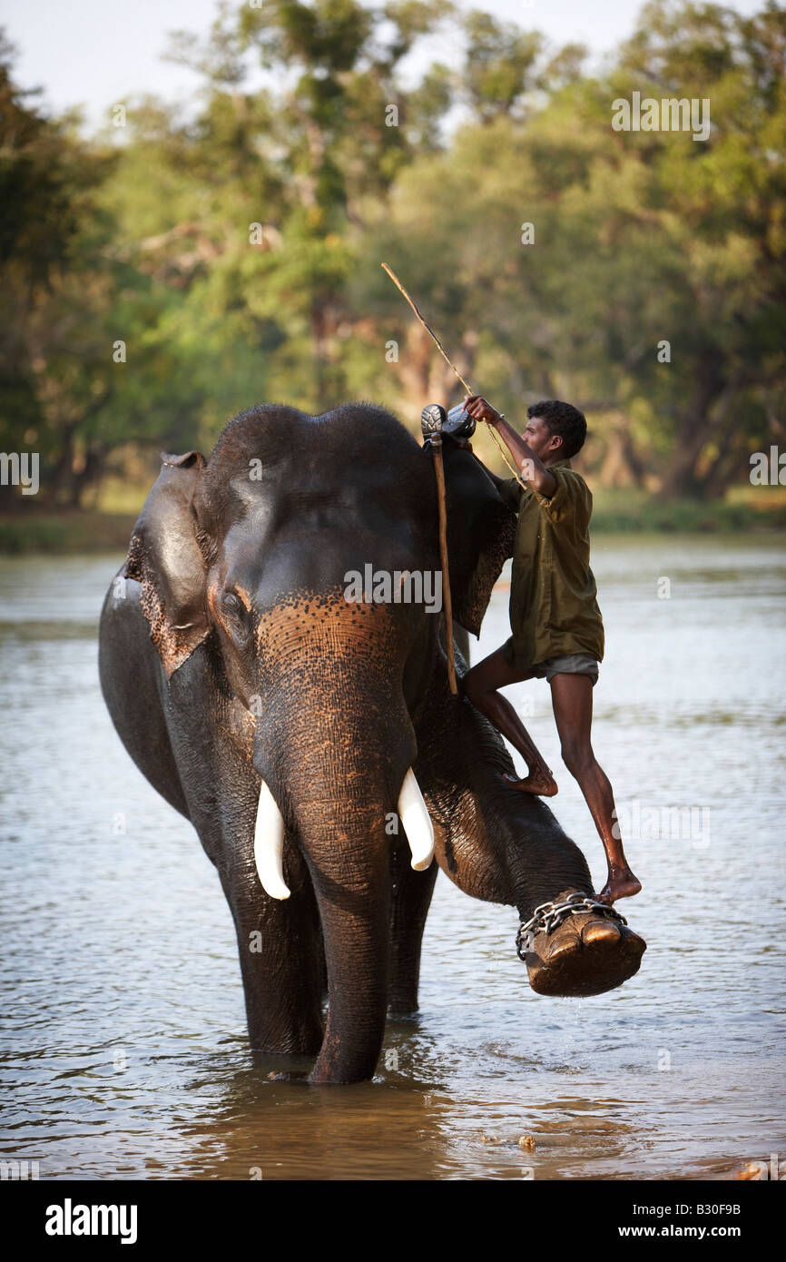 An Indian mahout man on his elephant in the jungle Stock Photo - Alamy