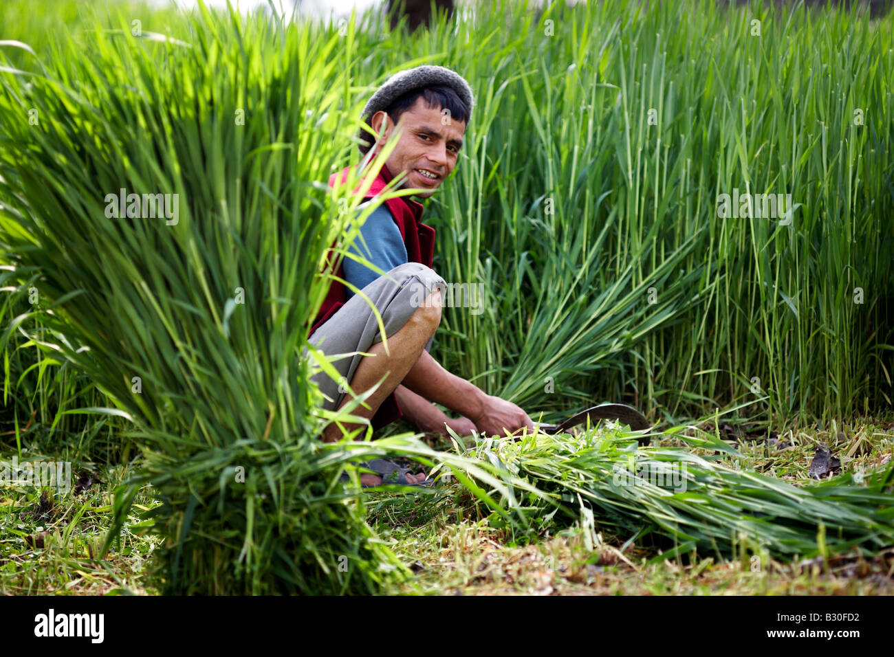 Rice paddies india hi-res stock photography and images - Alamy