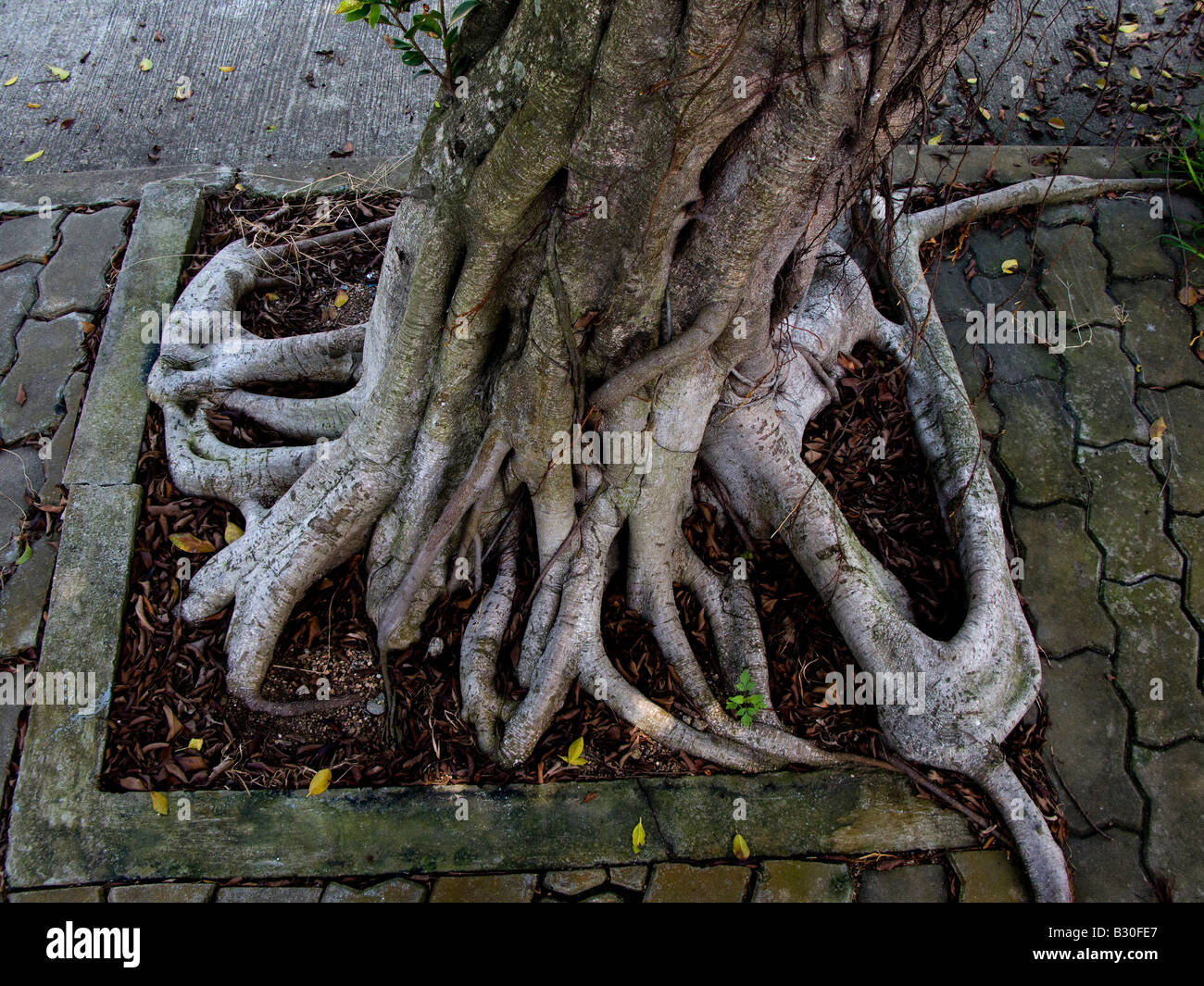 Large tree hi-res stock photography and images - Alamy