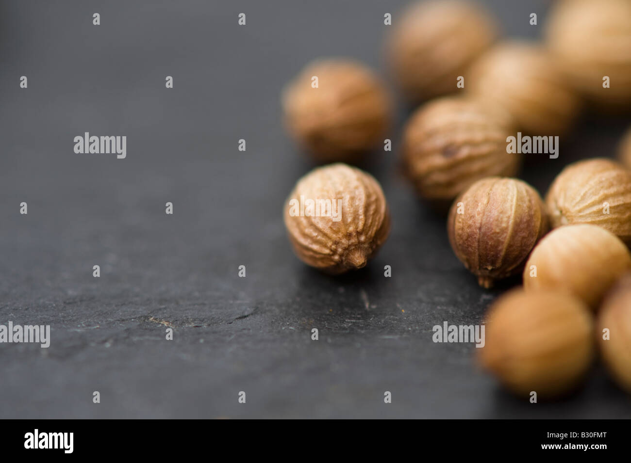 Coriandrum sativum plant hi-res stock photography and images - Alamy