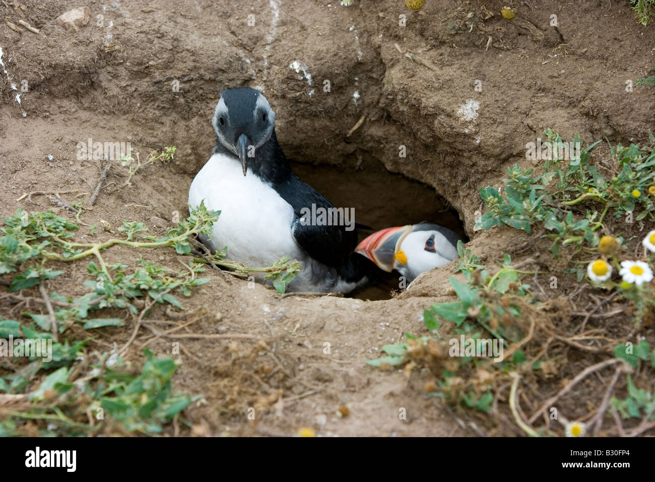 Baby puffin hi-res stock photography and images - Alamy