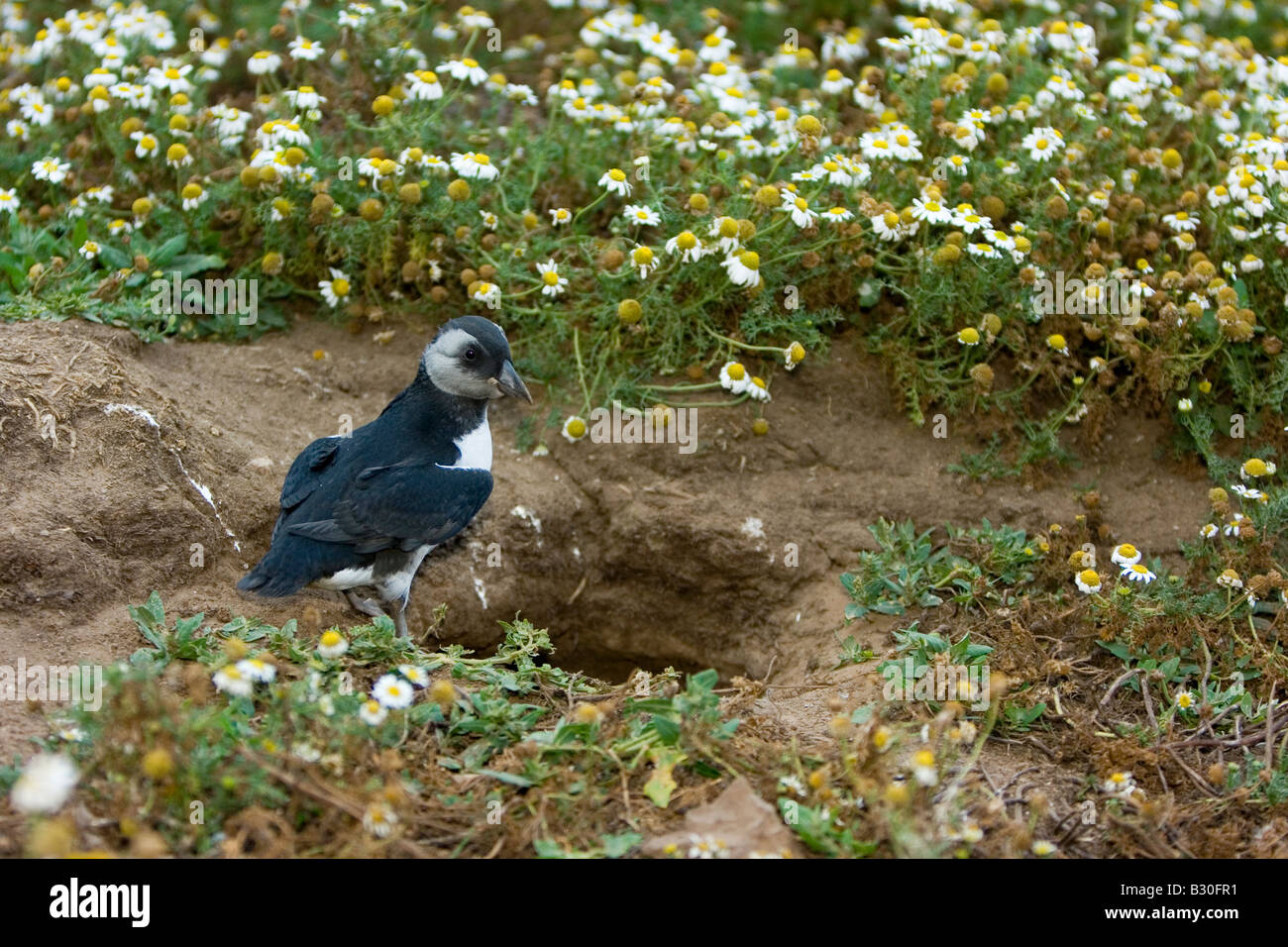 Baby puffin hi-res stock photography and images - Alamy