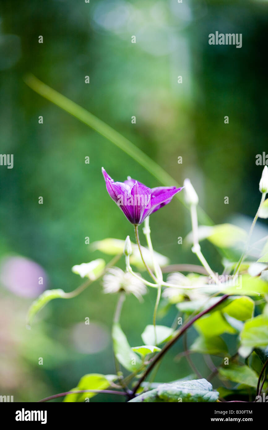 Single purple flower Stock Photo - Alamy