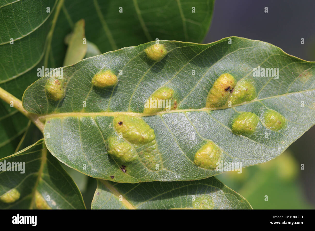 WALNUT GALL MITE Eriophyidae spp SHOWING DAMAGE TO UPPER SURFACE OF ...