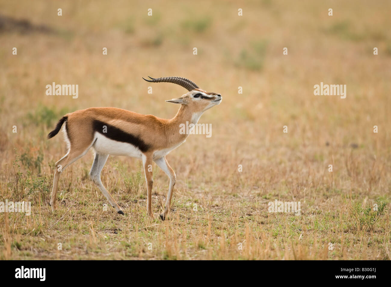 Thomson' s Gazelle (Gazella thomsonii Stock Photo - Alamy