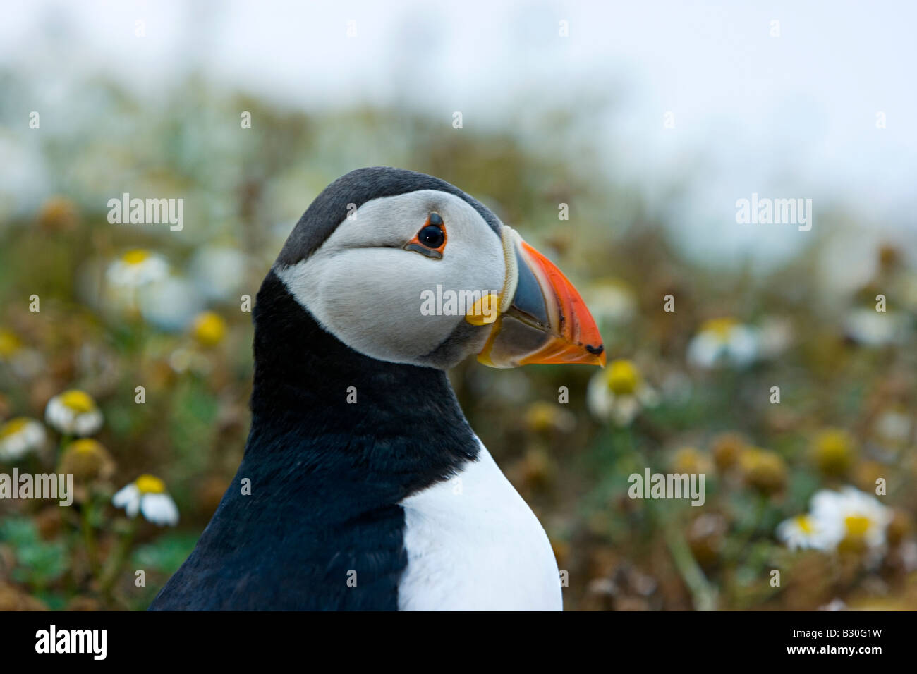 Portrait of a Puffin in a Daisy field. (have a look at my other puffin ...
