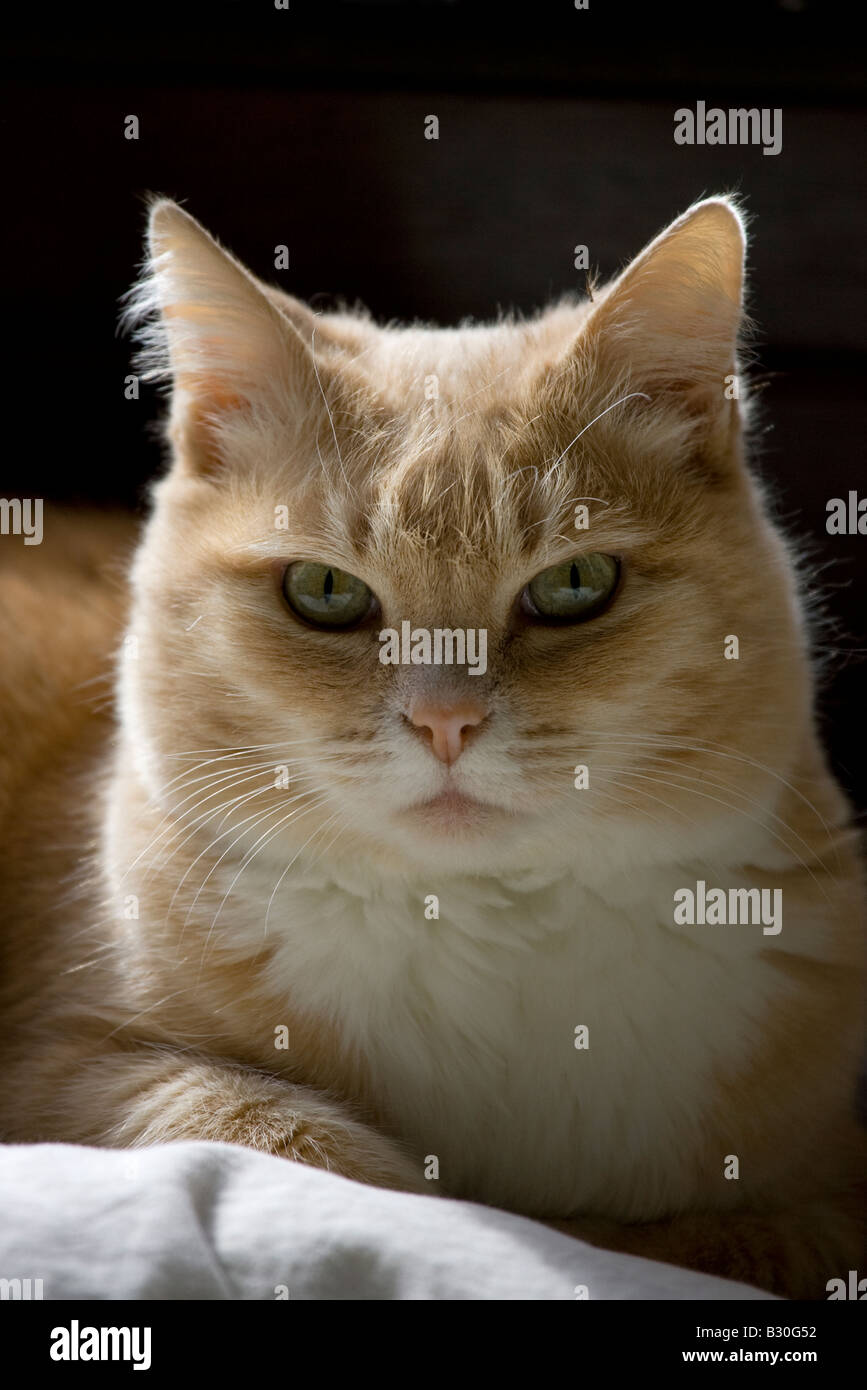 Orange colored Tabby Cat Stock Photo - Alamy