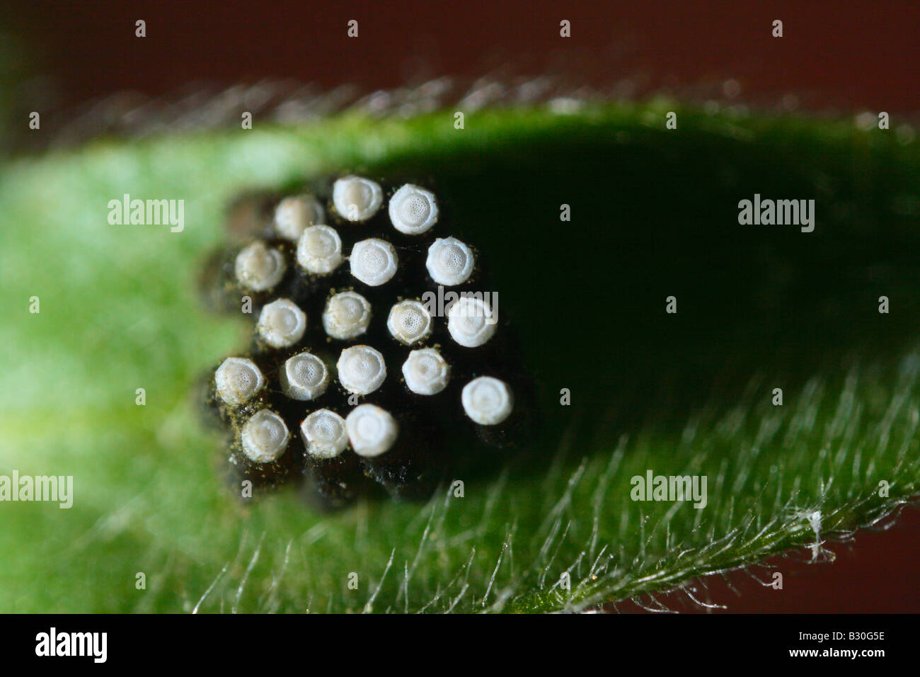 Pentatomidae Eggs