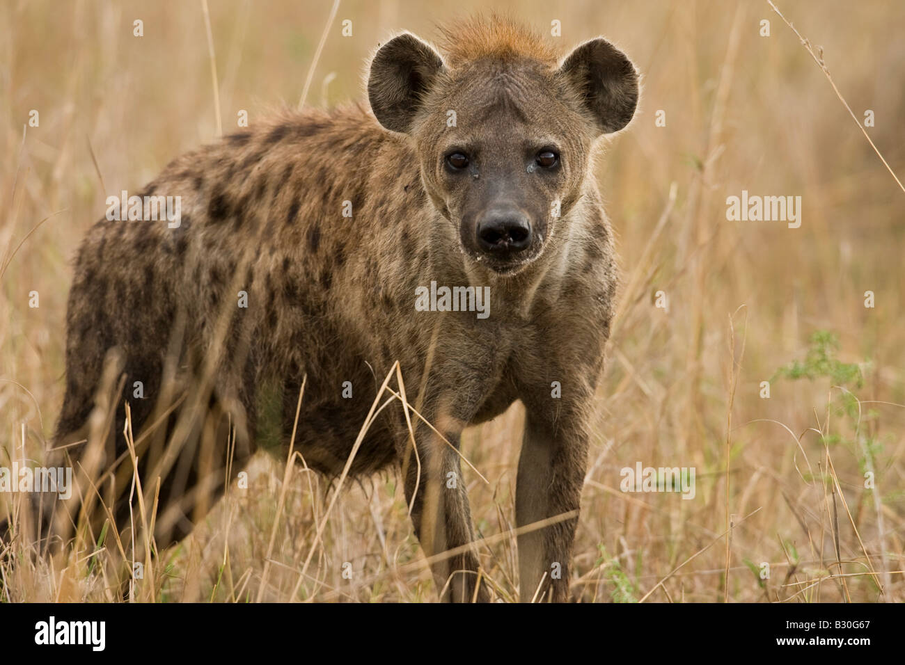 Spotted Hyena (Crocuta crocuta Stock Photo - Alamy