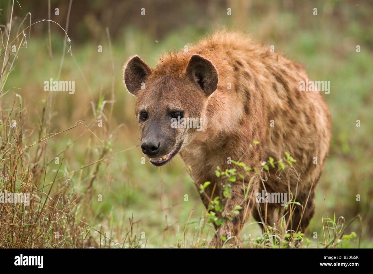 Spotted Hyena (Crocuta crocuta Stock Photo - Alamy