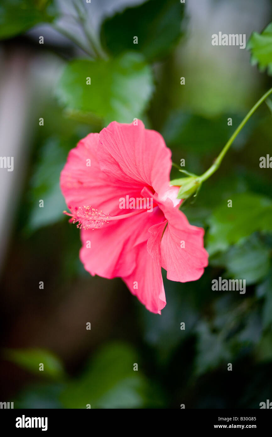 Single Pink Flower Stock Photo - Alamy