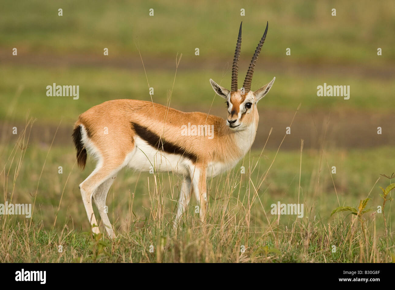 Thomson's Gazelle (Gazella thomsonii Stock Photo - Alamy