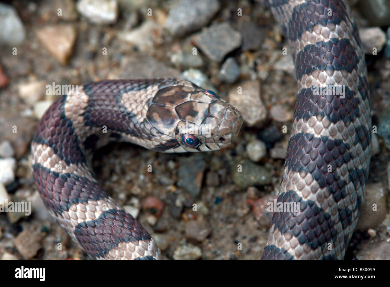 milk snake reptile cold blooded serpent Stock Photo - Alamy
