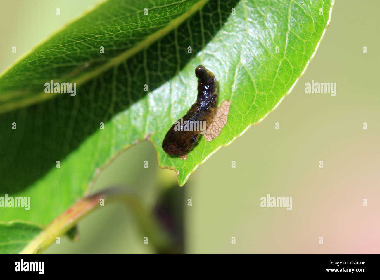 Slugworm pear hi-res stock photography and images - Alamy