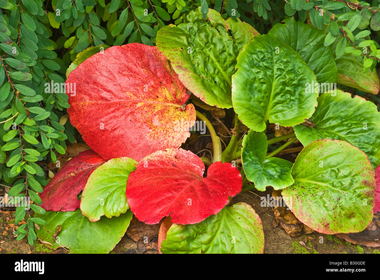 Bergenia red leaf hi-res stock photography and images - Alamy