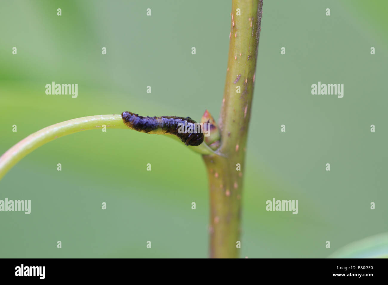 Slugworm pear hi-res stock photography and images - Alamy