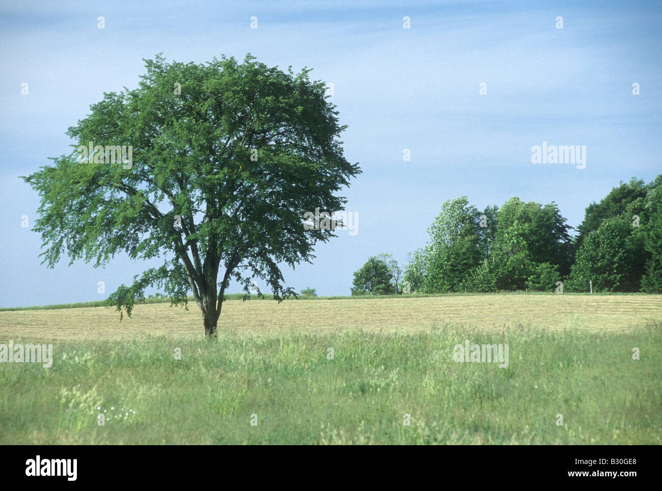 American elm tree hi-res stock photography and images - Alamy