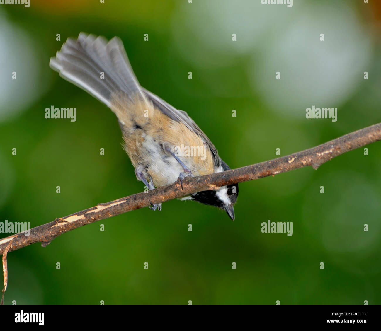 Underside view of a bird hi-res stock photography and images - Alamy