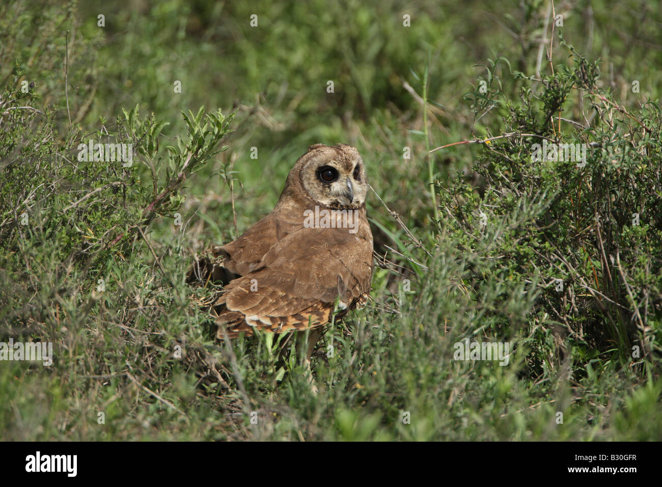 Tanzania owl hi-res stock photography and images - Alamy