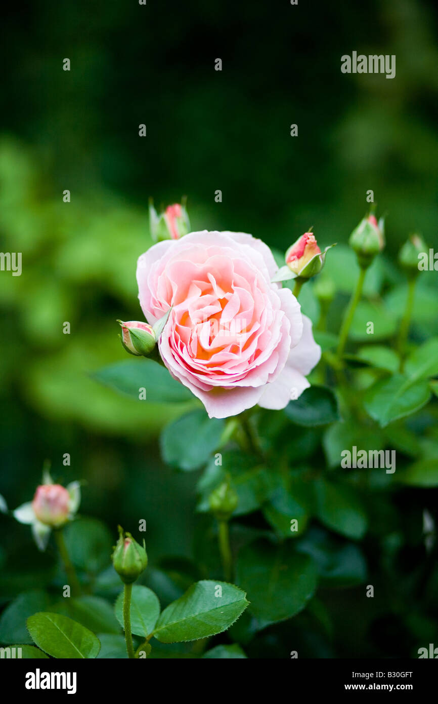 Single pink flower Stock Photo - Alamy