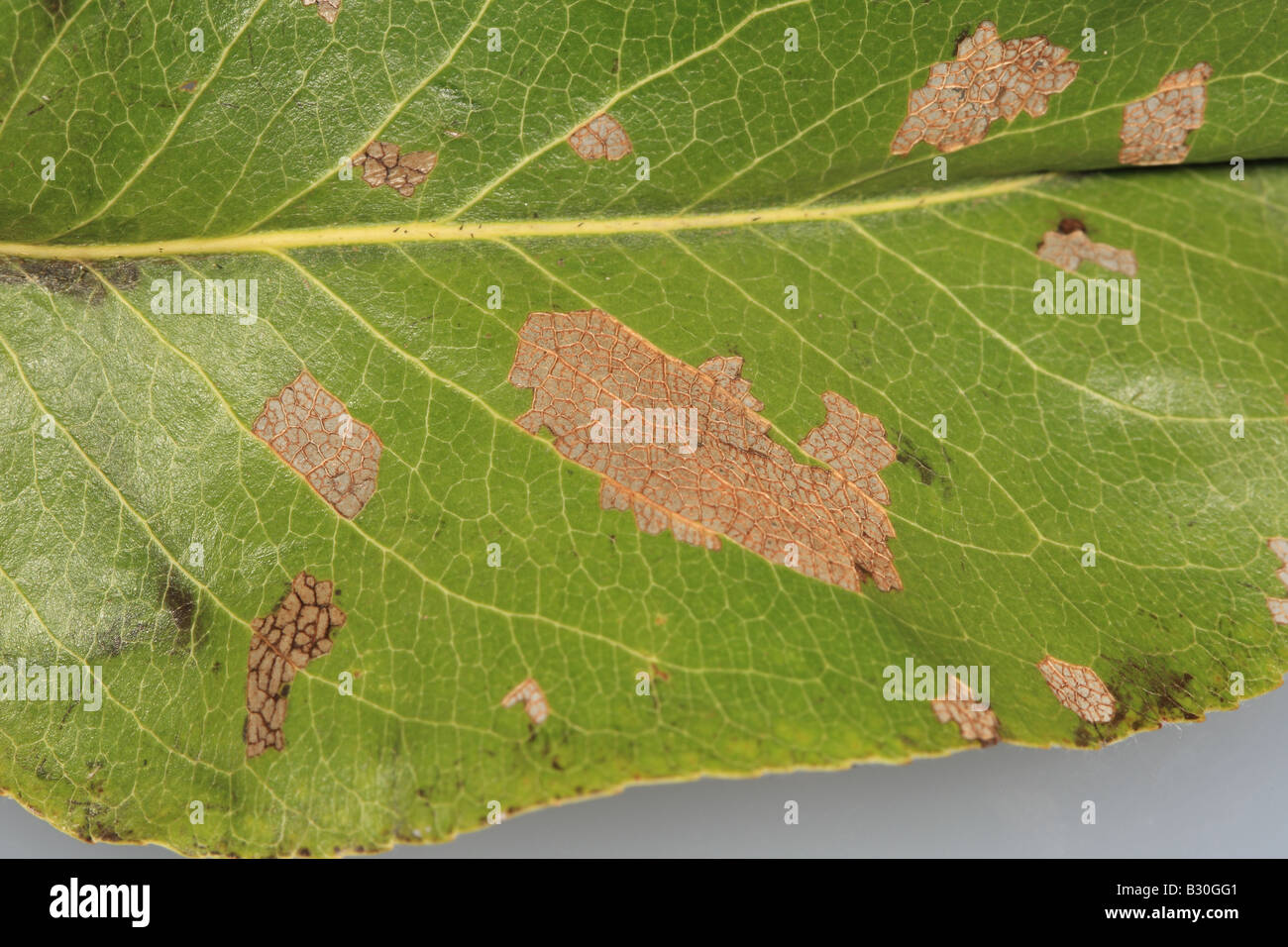 Slugworm pear hi-res stock photography and images - Alamy