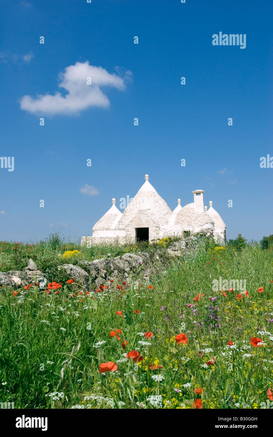Europe Italy Apulia white Trullo House in flowery meadow and natural ...