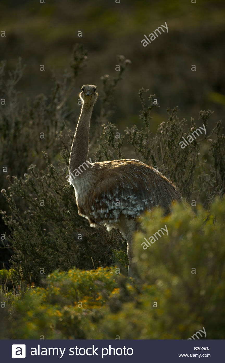 Lesser Rhea Chile Stock Photos & Lesser Rhea Chile Stock Images - Alamy