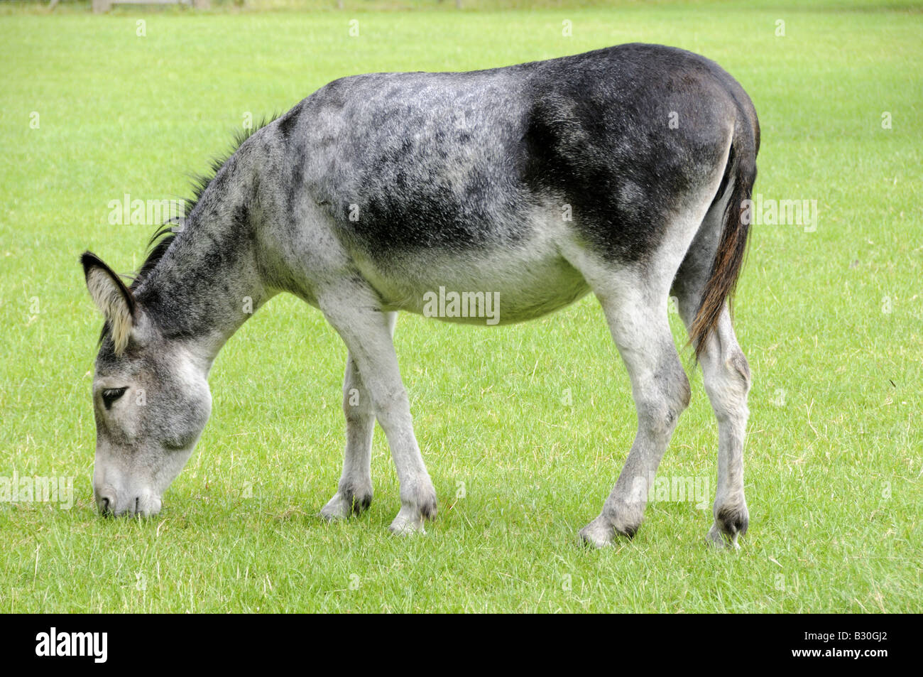 Gray donkey hi-res stock photography and images - Alamy