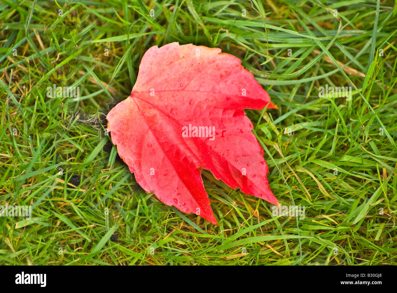 Single leaf on grass with autumn colour Stock Photo - Alamy