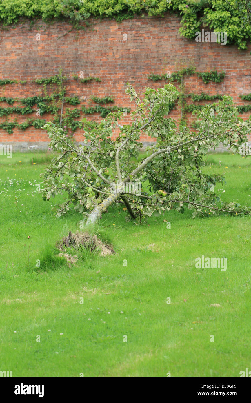 Wind blown tree hi-res stock photography and images - Alamy