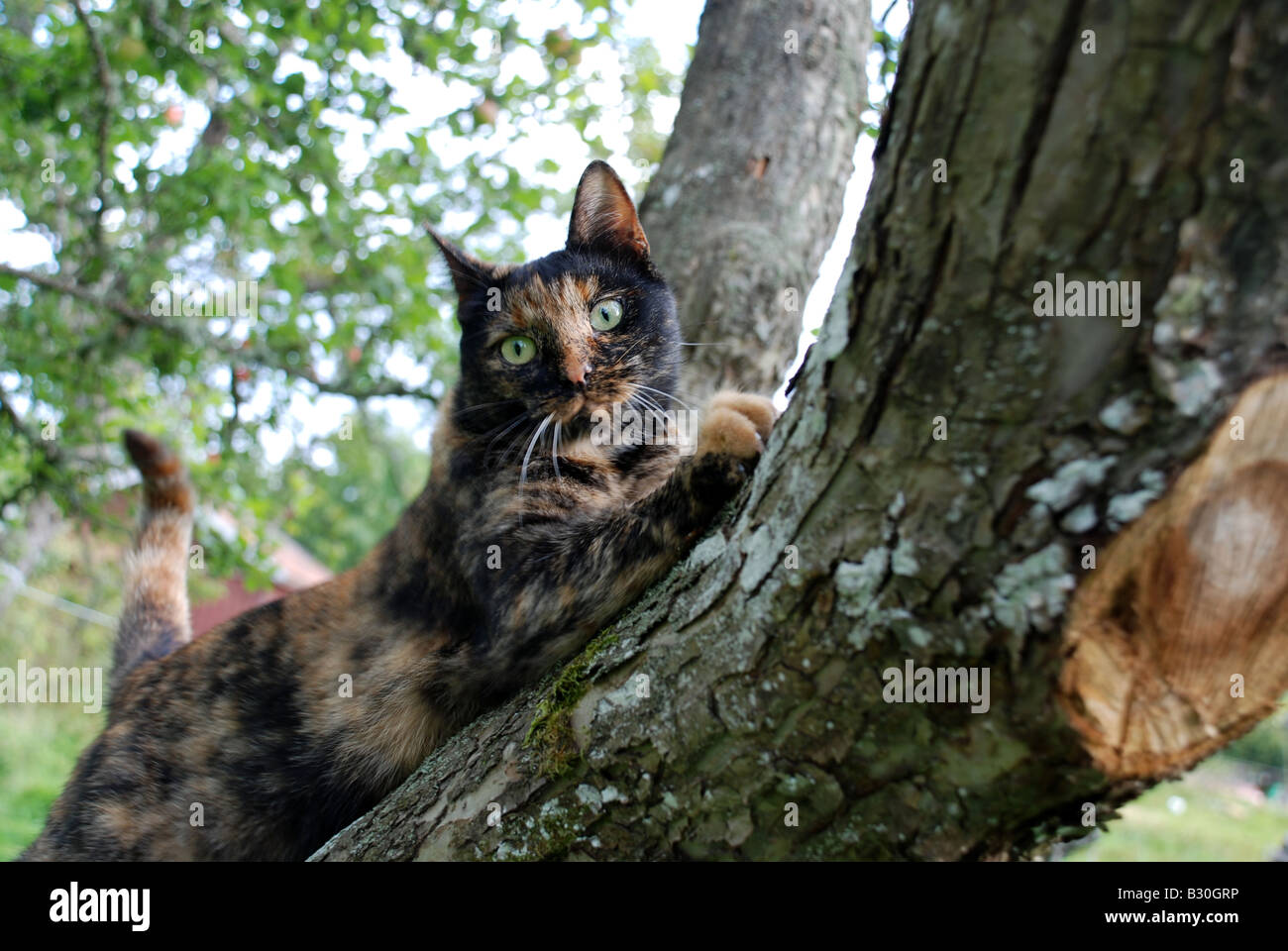 Cat climbing in on a tree Stock Photo - Alamy