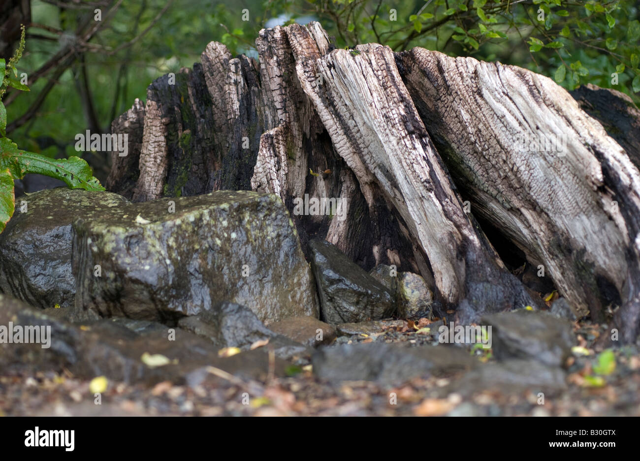 A rain soaked tree stump Stock Photo - Alamy