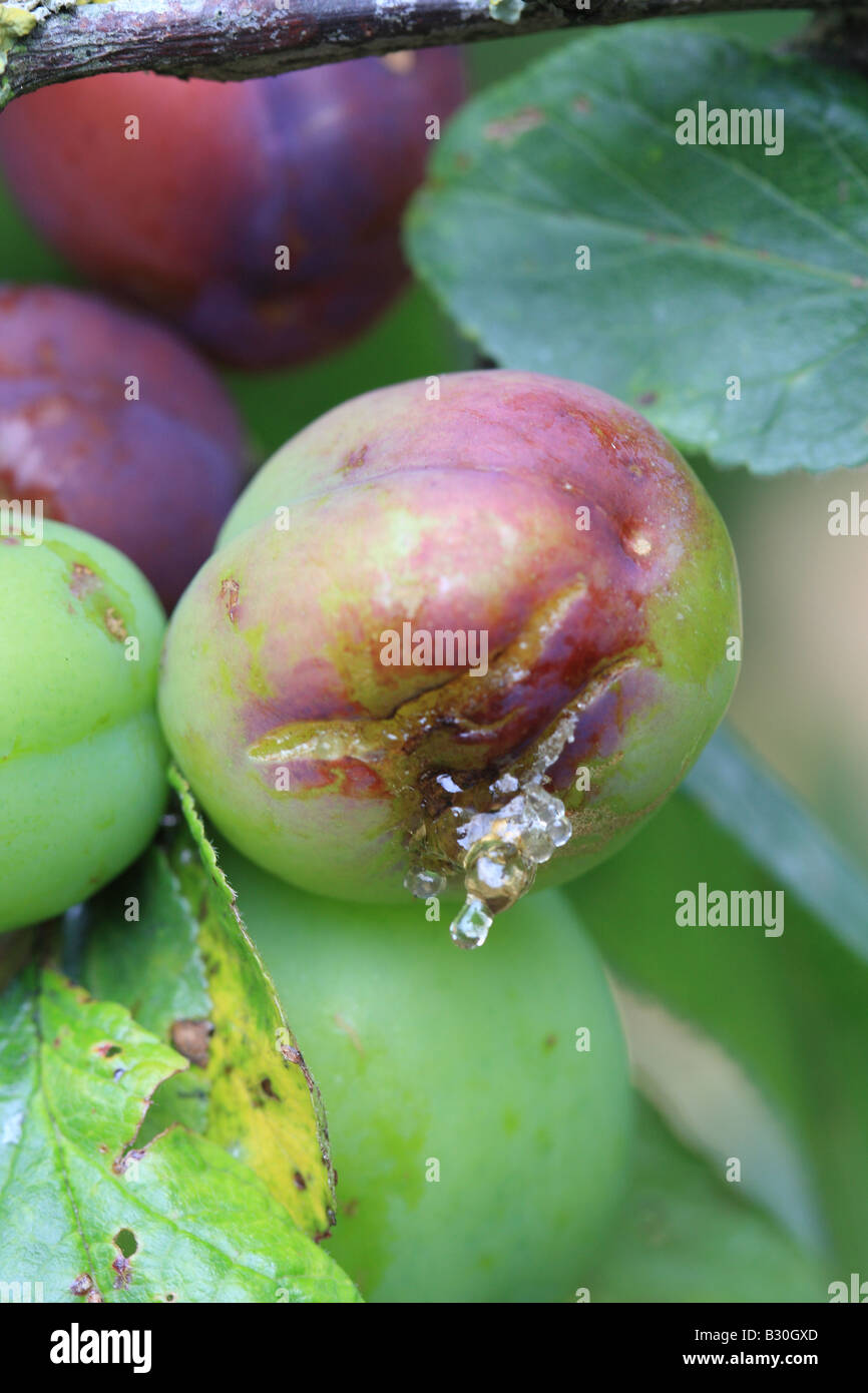RIPENING PLUM PRODUCES GUM IN RESPONSE TO INJURY Stock Photo - Alamy