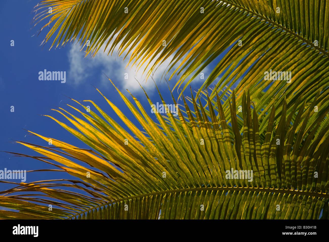 Palm tree branches on the caribbean island of St John in the US Virgin ...