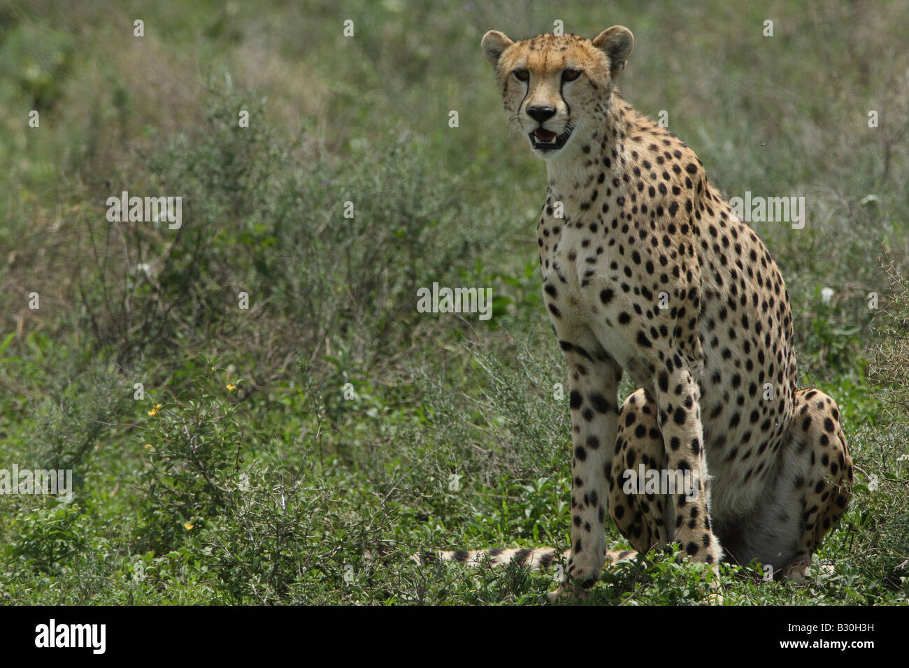 Saharan cheetah hi-res stock photography and images - Alamy