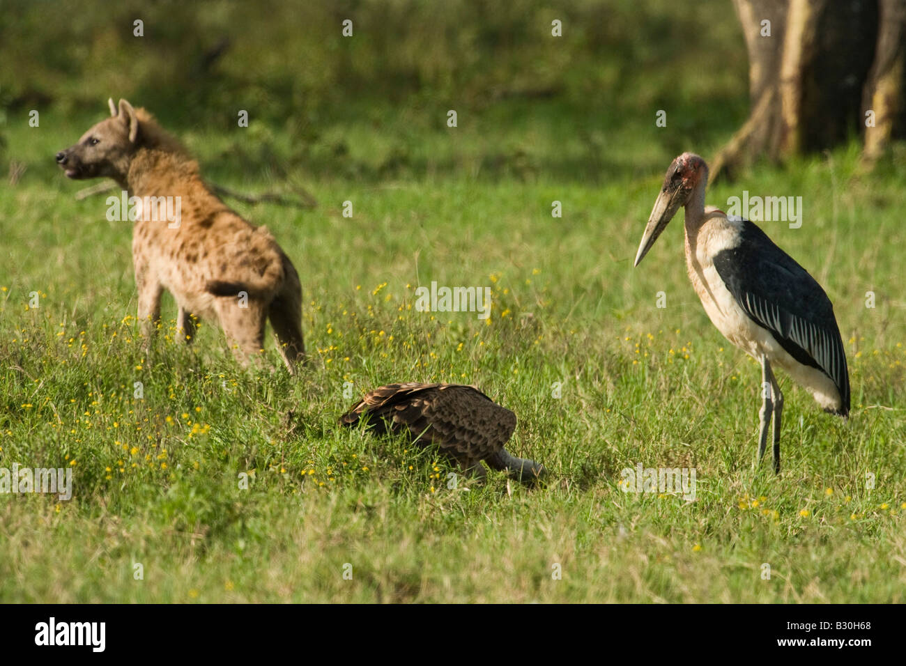 "Spotted Hyena" and marabou stork at a kill Stock Photo - Alamy