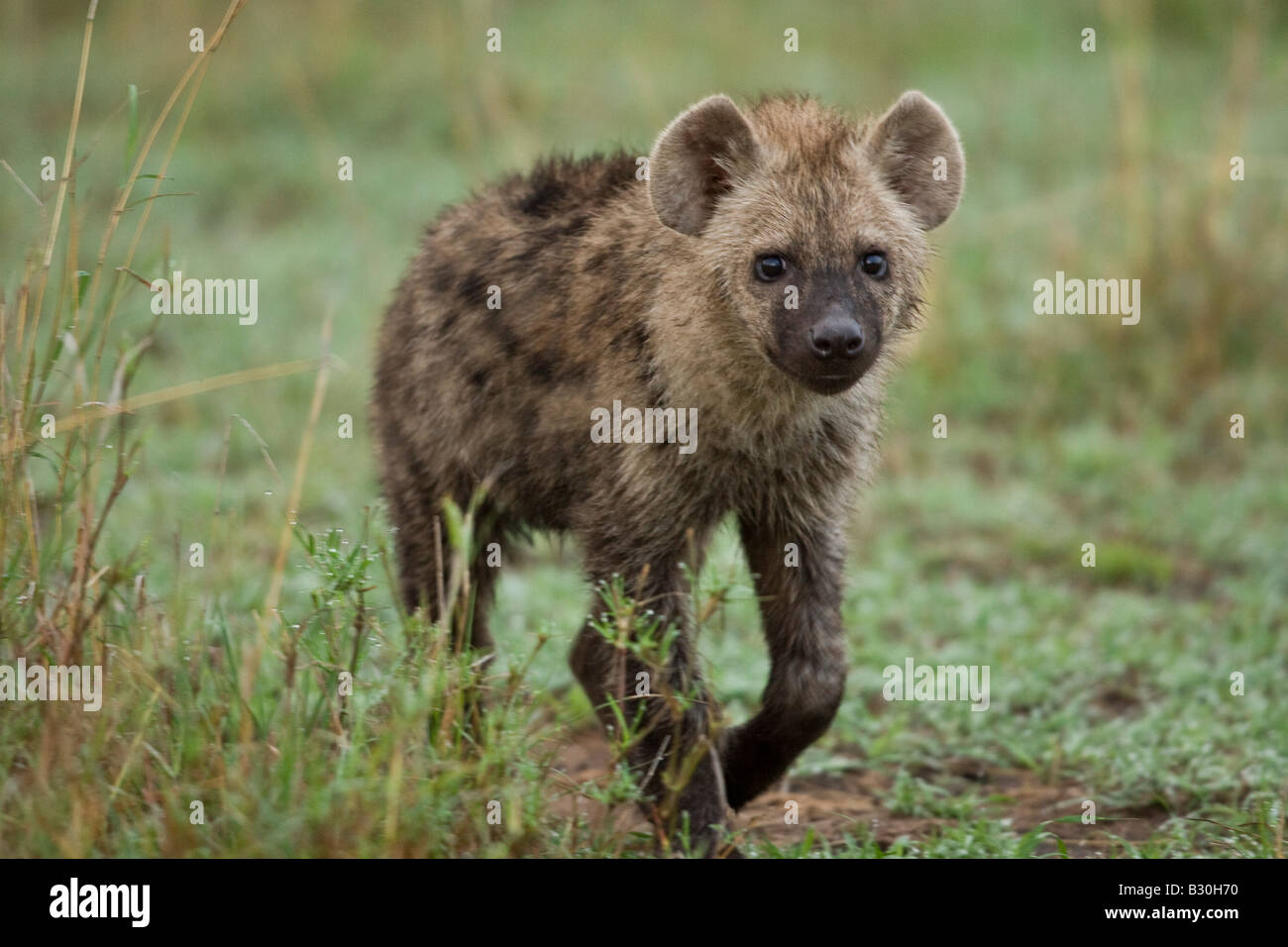 Spotted Hyena (Crocuta crocuta Stock Photo - Alamy