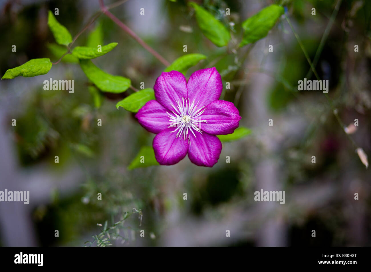 Single symmetrical flower Stock Photo - Alamy