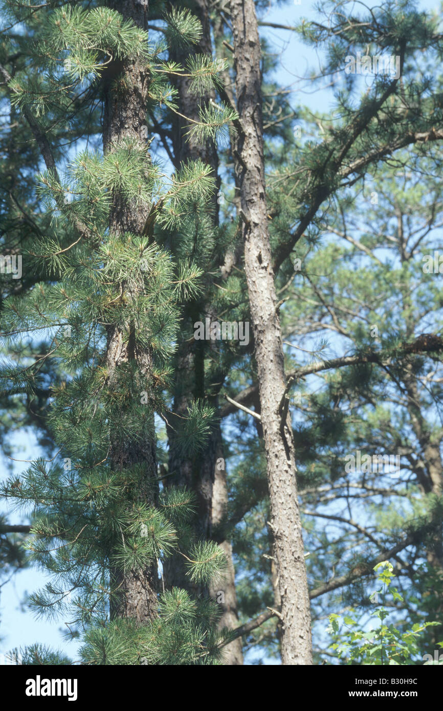Pitch Pine, Pinus rigida Stock Photo - Alamy